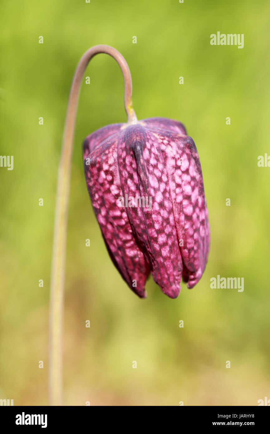Perigonblatter hi-res stock photography and images - Alamy