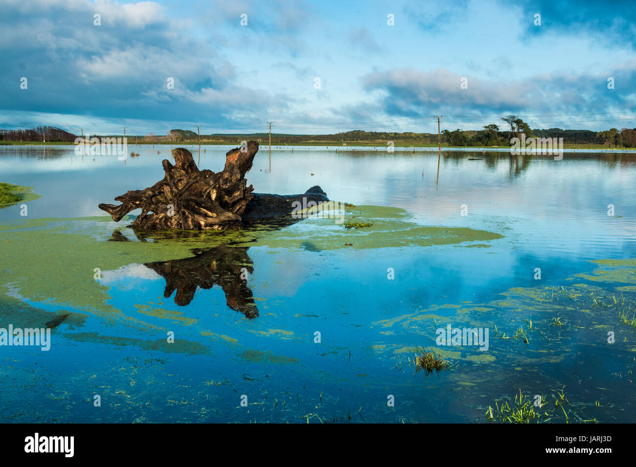 one very old native tree floating in flood water by Foxton New Zealand ...