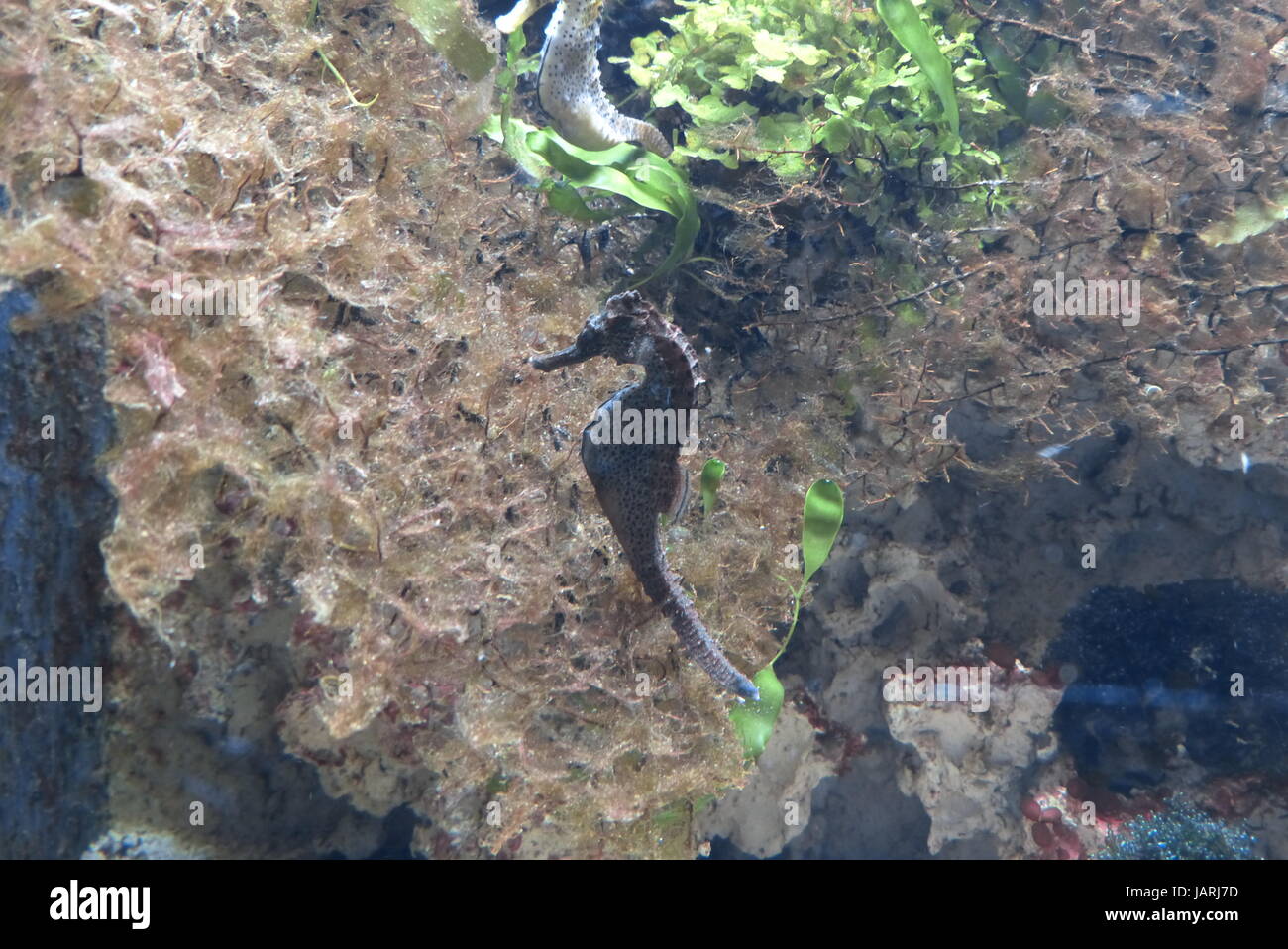 Seepferdchen aquarium hi-res stock photography and images - Alamy