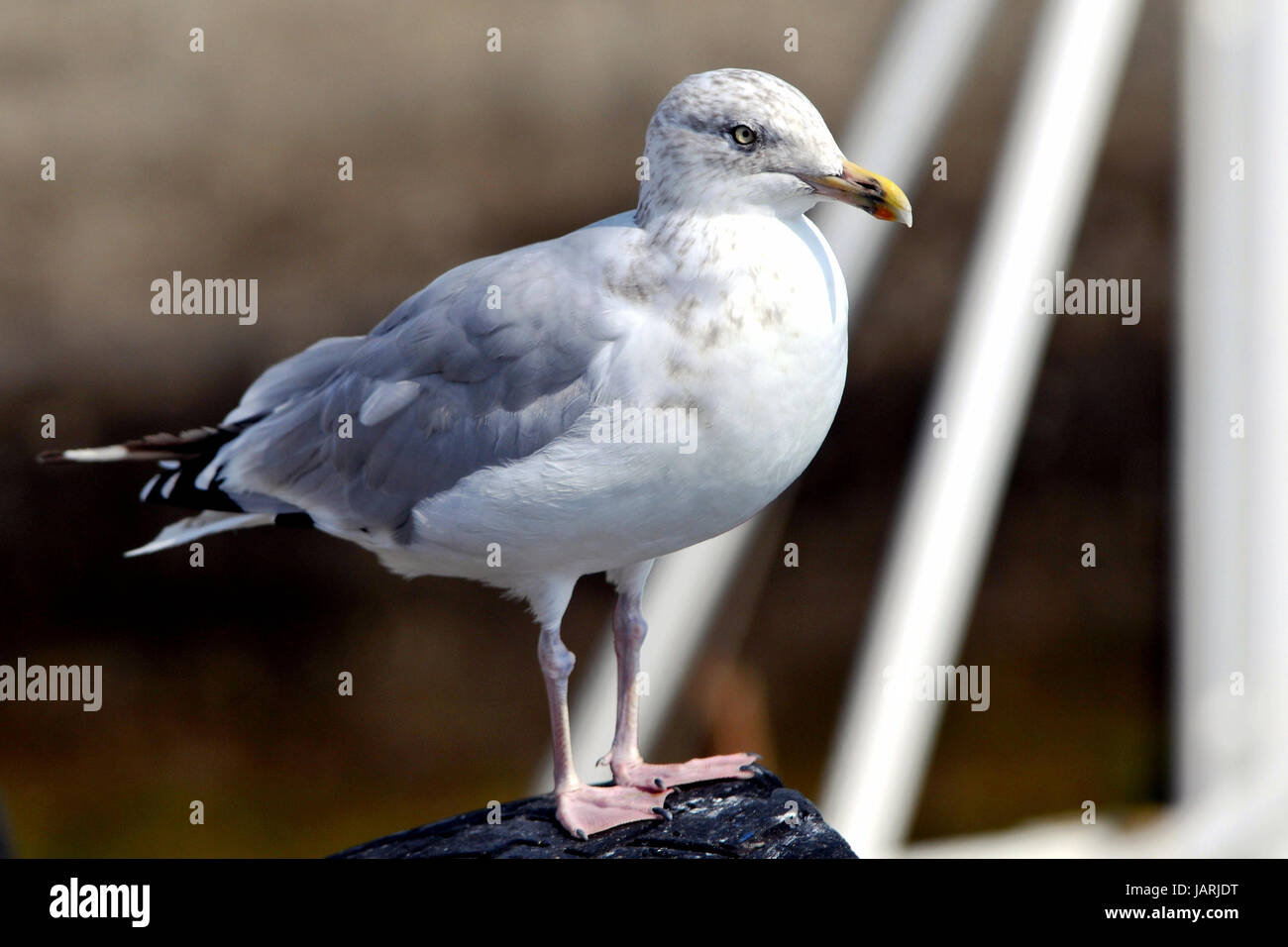 seagull in the harbor Stock Photo - Alamy