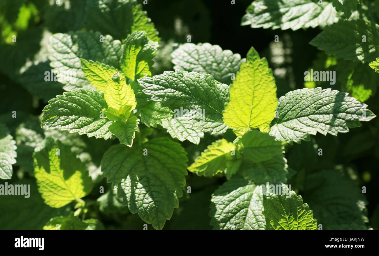 Lemon balm plant hi-res stock photography and images - Alamy