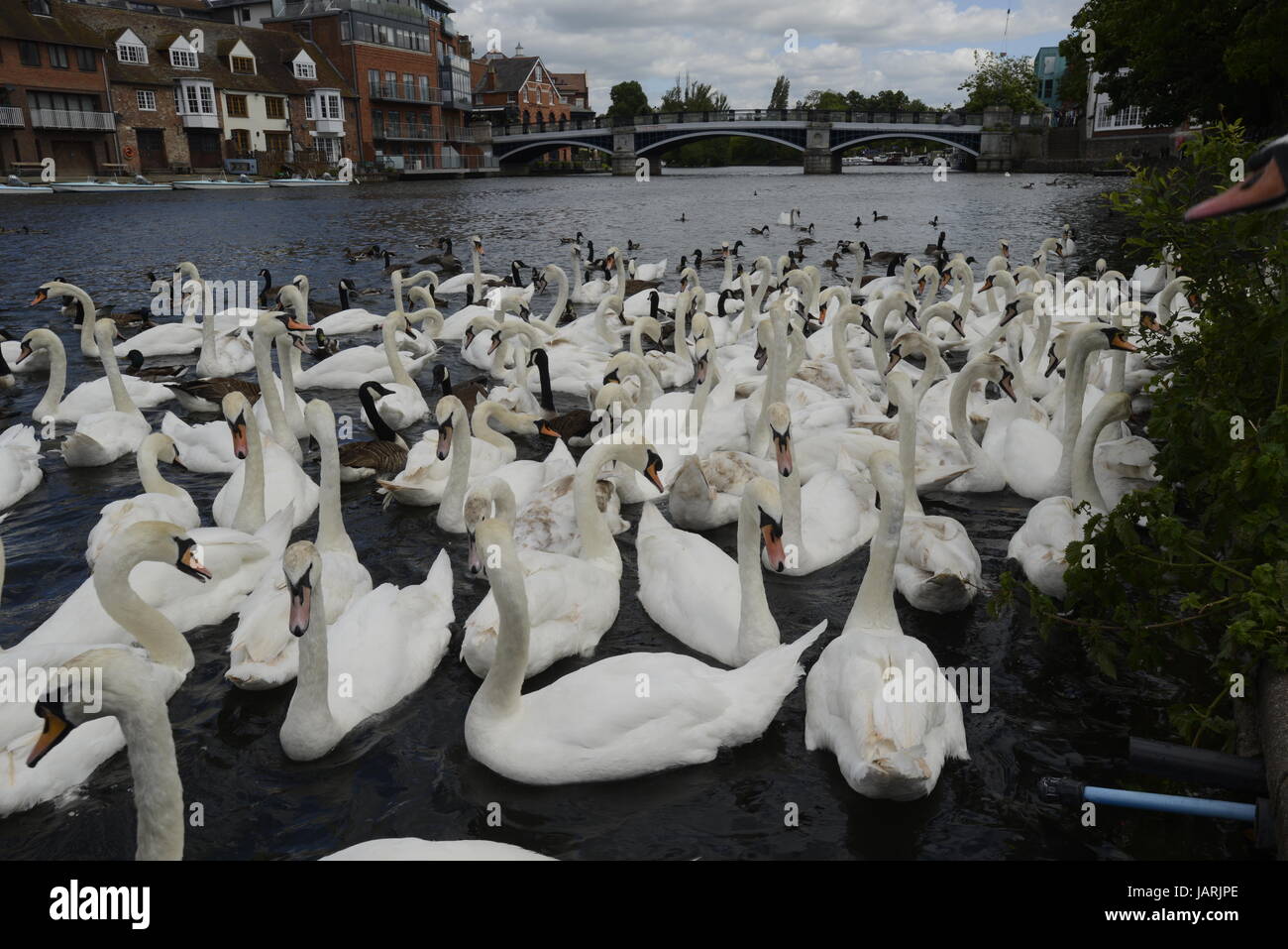 Windsor swans hi-res stock photography and images - Alamy