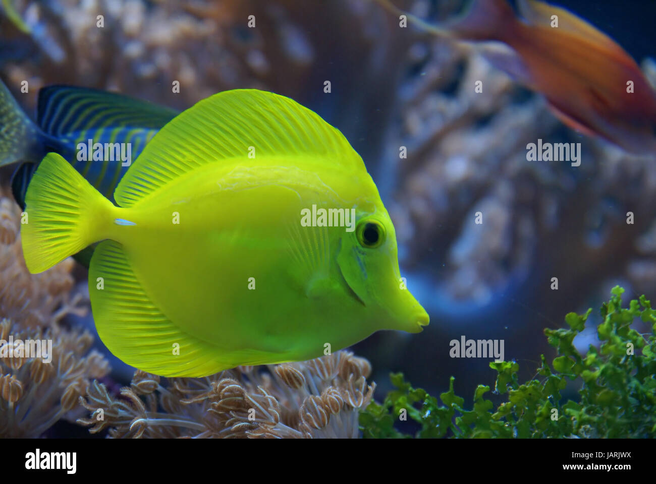 tropical yellow tang fish in the water Stock Photo - Alamy