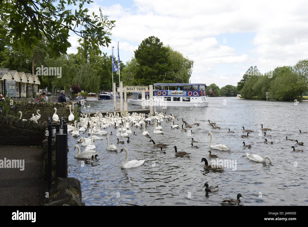 Windsor thames swans hi-res stock photography and images - Alamy
