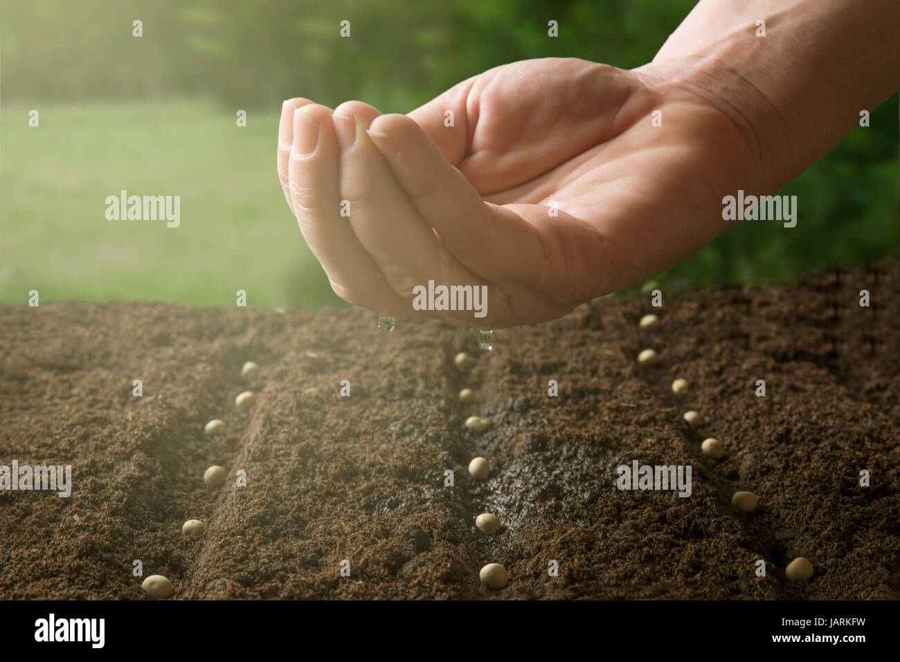 Manual watering seeds in field Stock Photo - Alamy