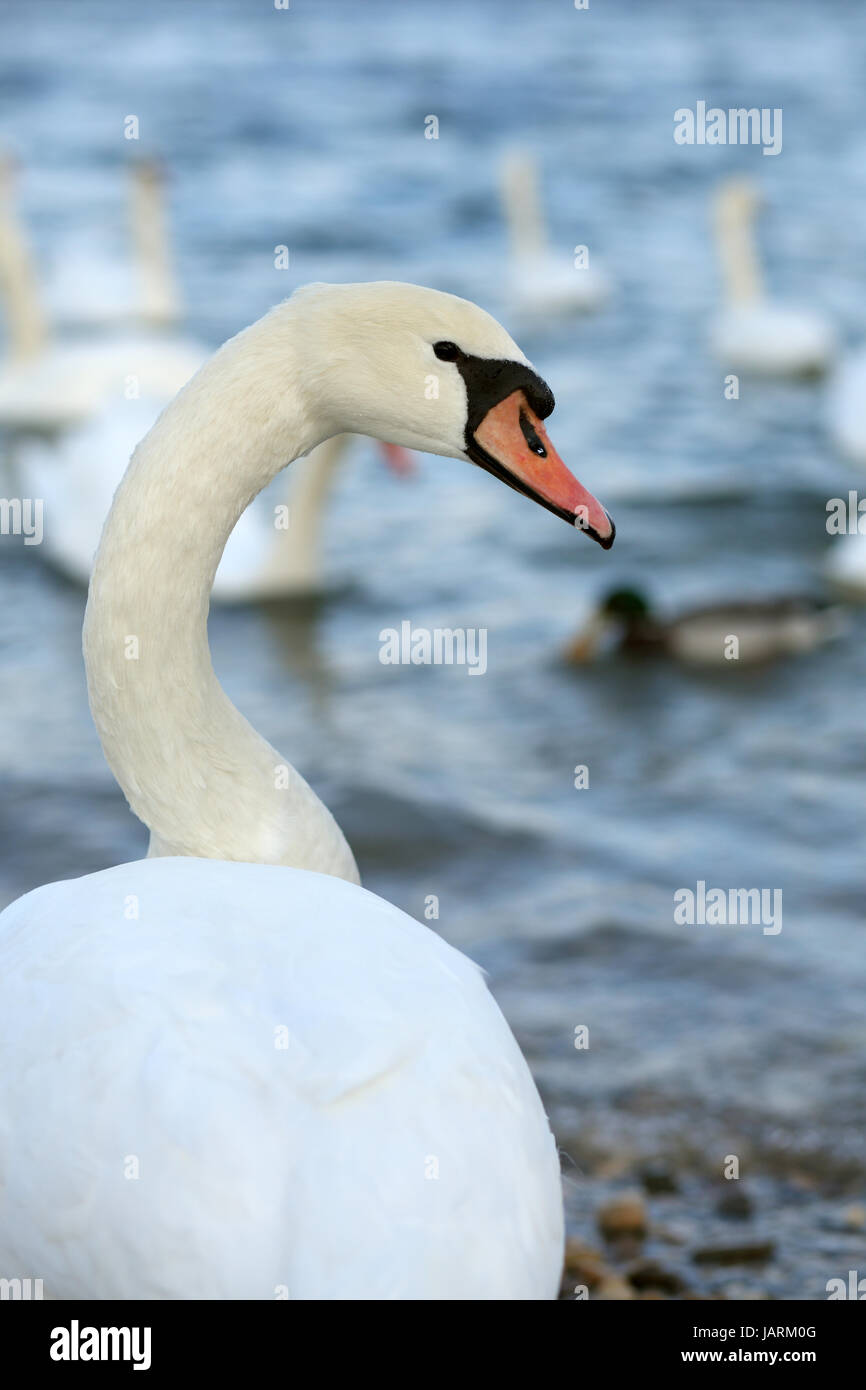Details of a portrait of a swan in nature Stock Photo - Alamy