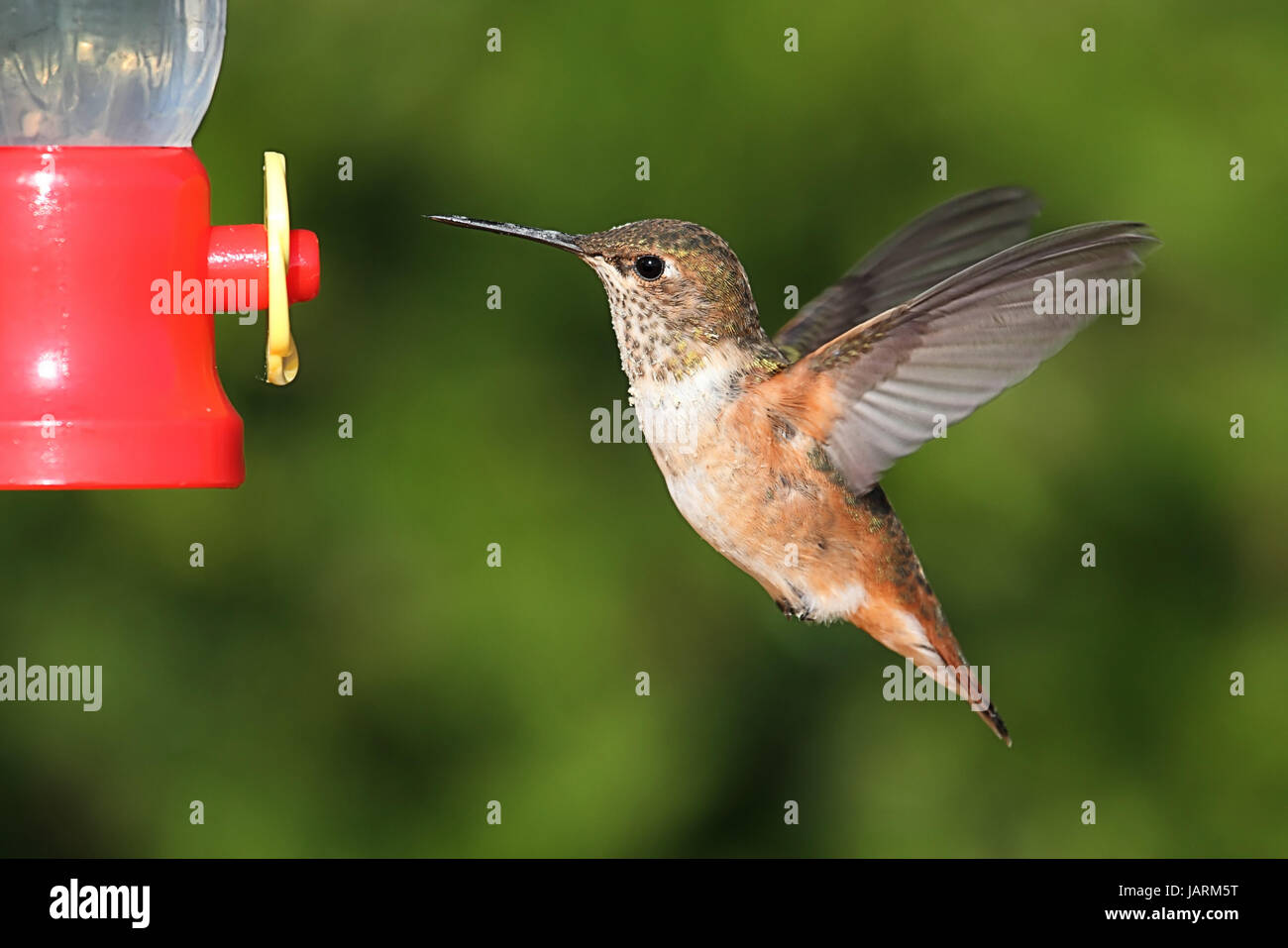 Allens Hummingbird (Selasphorus sasin) in flight at a feeder Stock ...