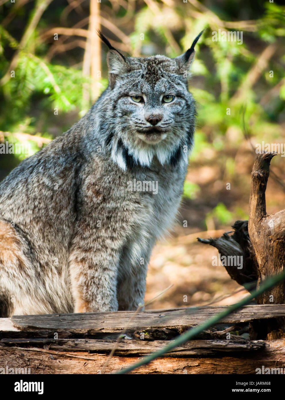 A Lynx stands in the shade looking for something moving Stock Photo - Alamy