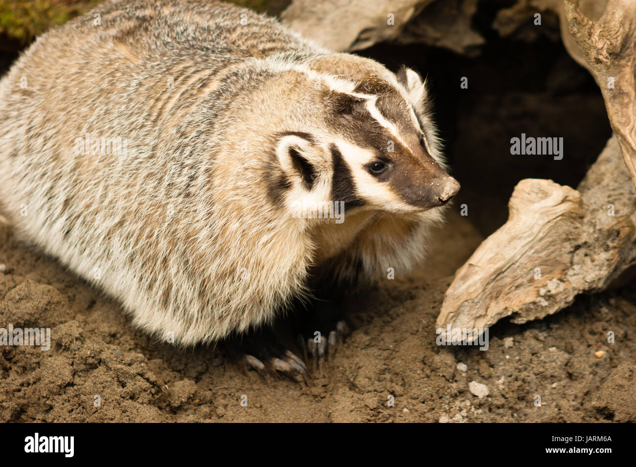 Badger roams a short distance from his burrow and roots around for ...