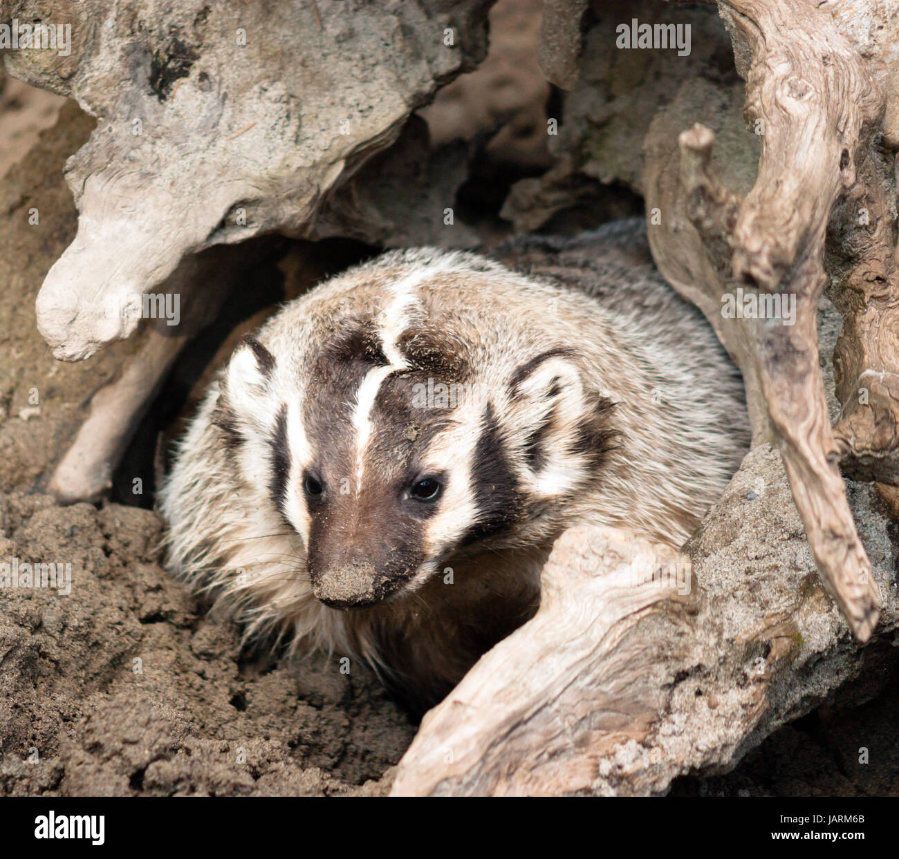 badger; wildlife; animal; american badger; closeup; nature; outdoors ...