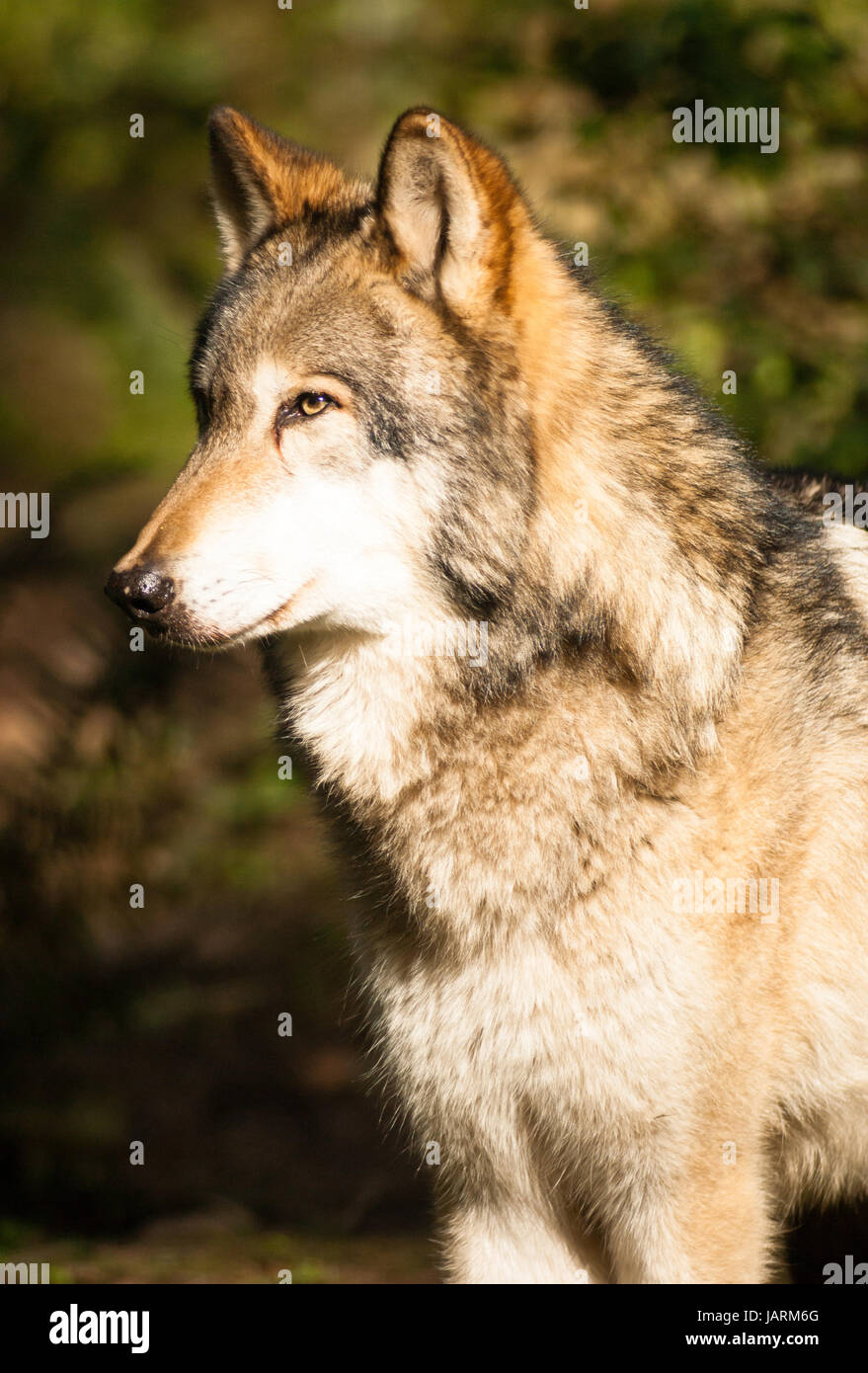 A Wolf stands observing a Squirell climbing a tree close by Stock Photo ...