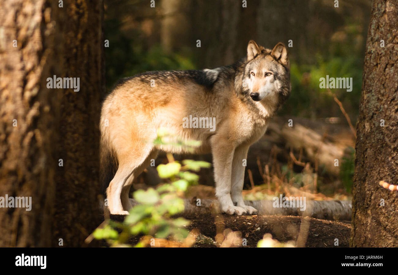 A Wolf stands observing his surroundings ready to react Stock Photo - Alamy