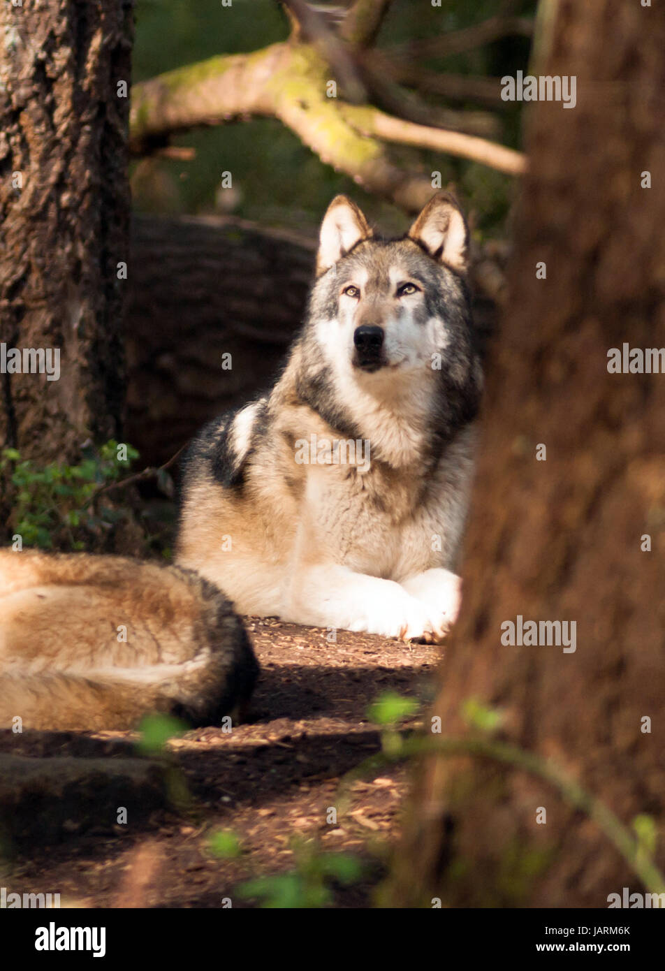 A Wolf lays resting while observing a Squirell climbing a tree close by ...