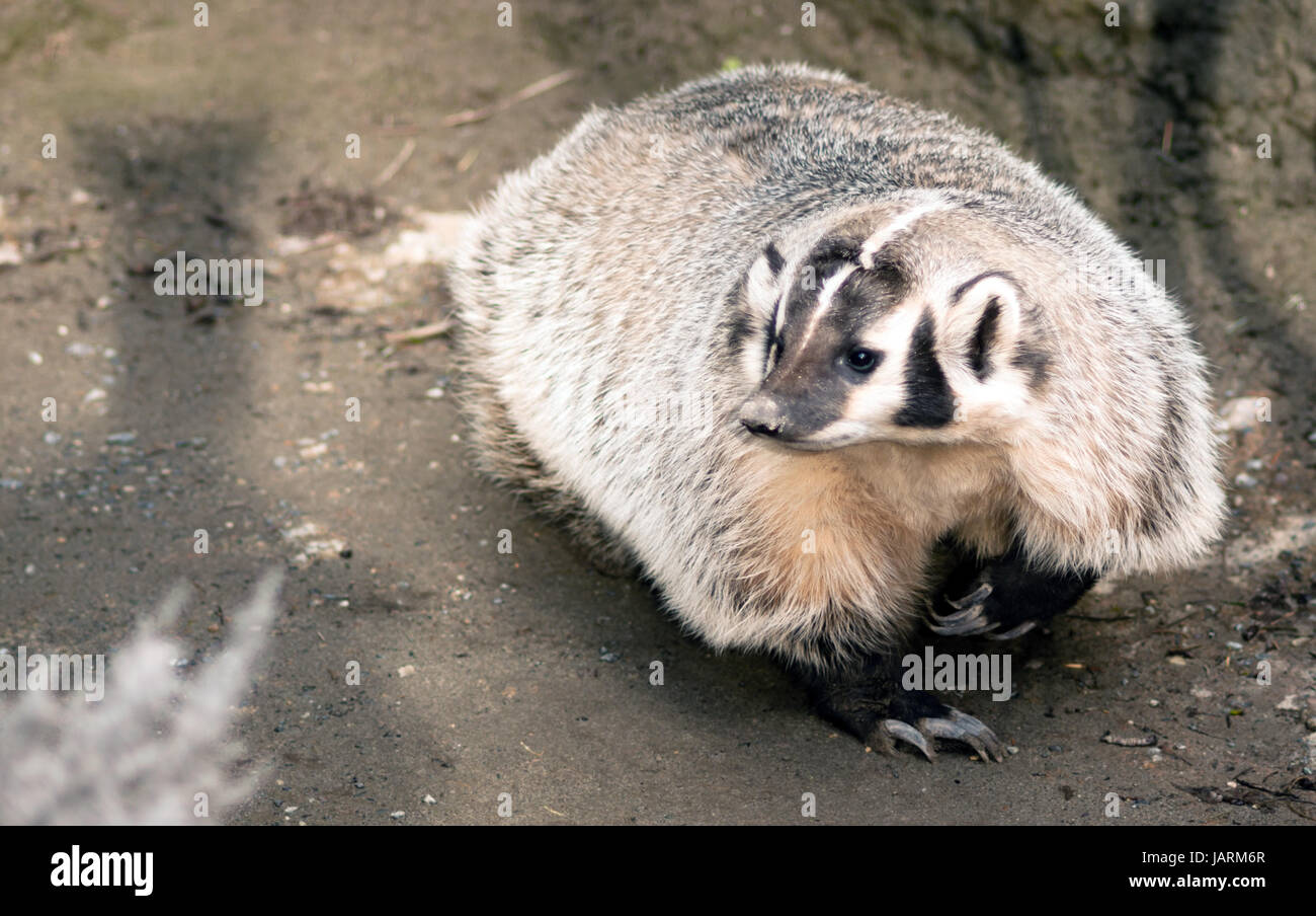 Badger roams a short distance from his burrow and roots around for ...