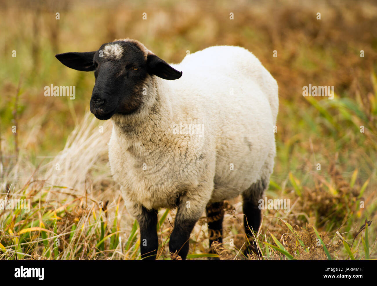 Domestic sheep grazing the day away on an Oregon ranch Stock Photo - Alamy