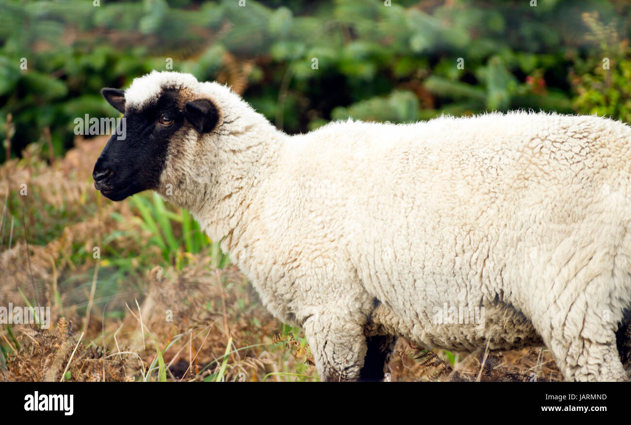 Domestic sheep grazing the day away on an Oregon ranch Stock Photo - Alamy