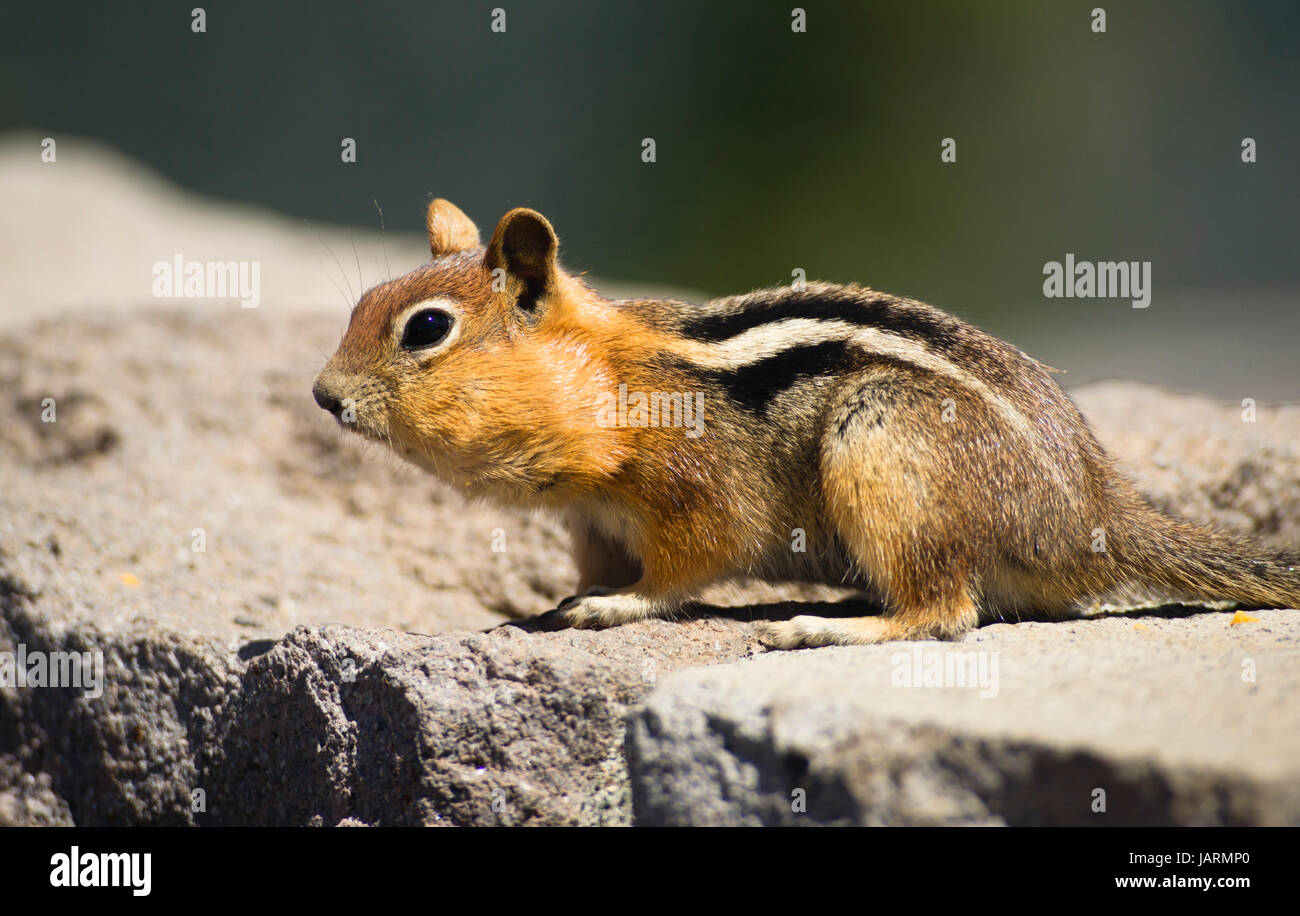 Wild Chipmunk fills his belly with food prior to hibernation Stock ...