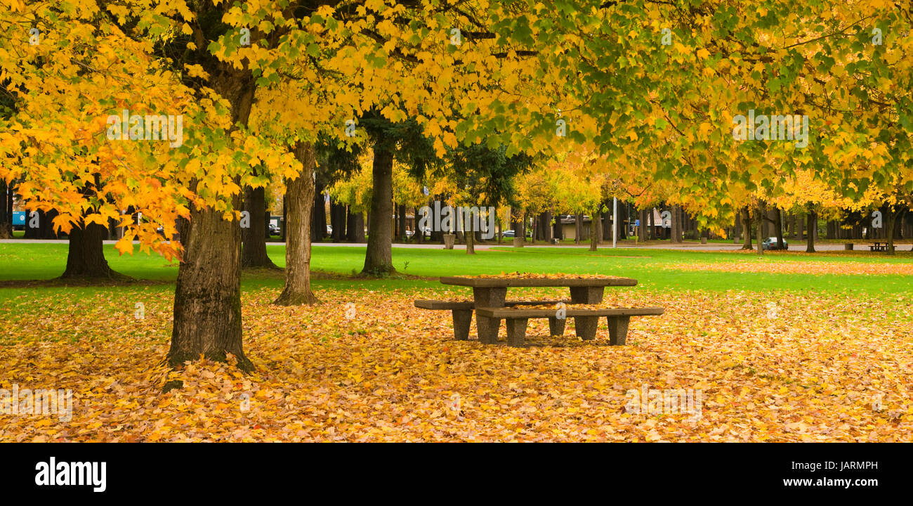 Beautiful yellow leaves fall in this nature landscape Stock Photo - Alamy