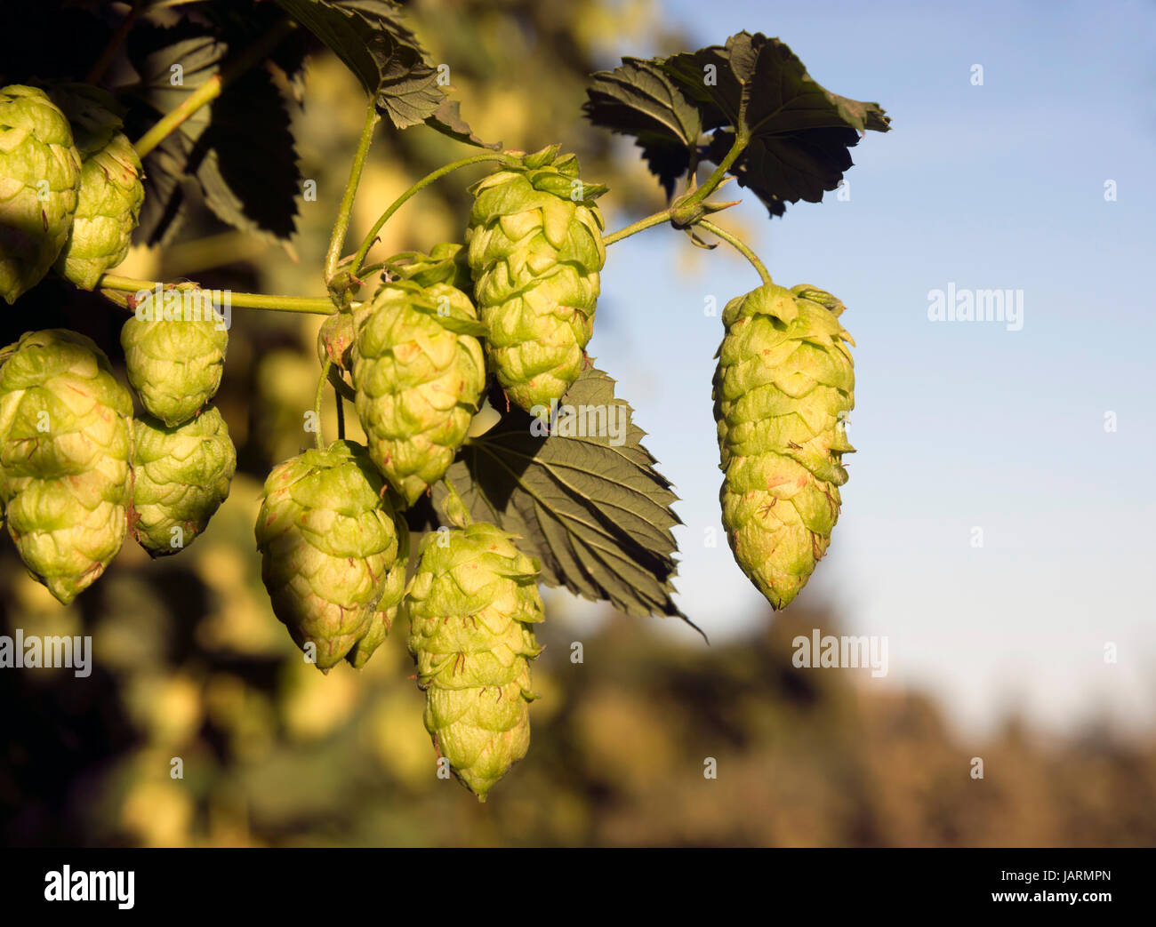 Hops plants growing in the summer sun Stock Photo - Alamy