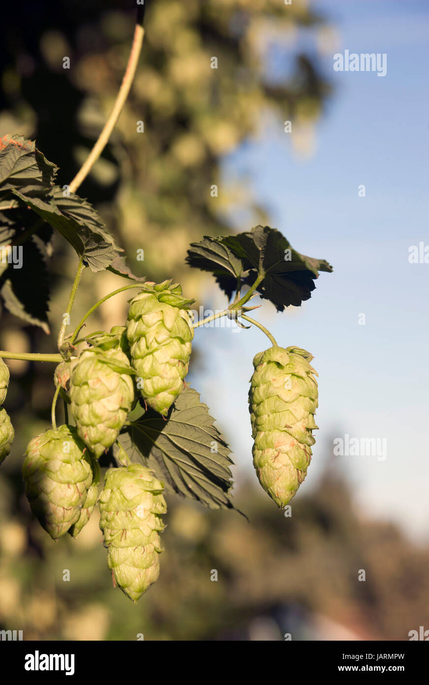 Hops plants hi-res stock photography and images - Alamy