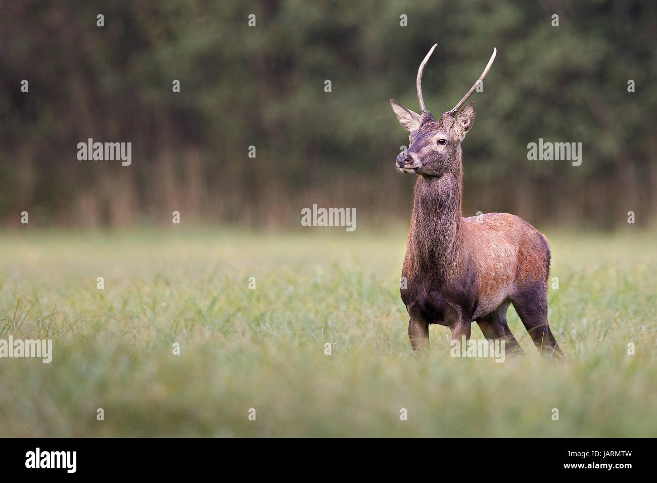 red deer in the wild Stock Photo - Alamy