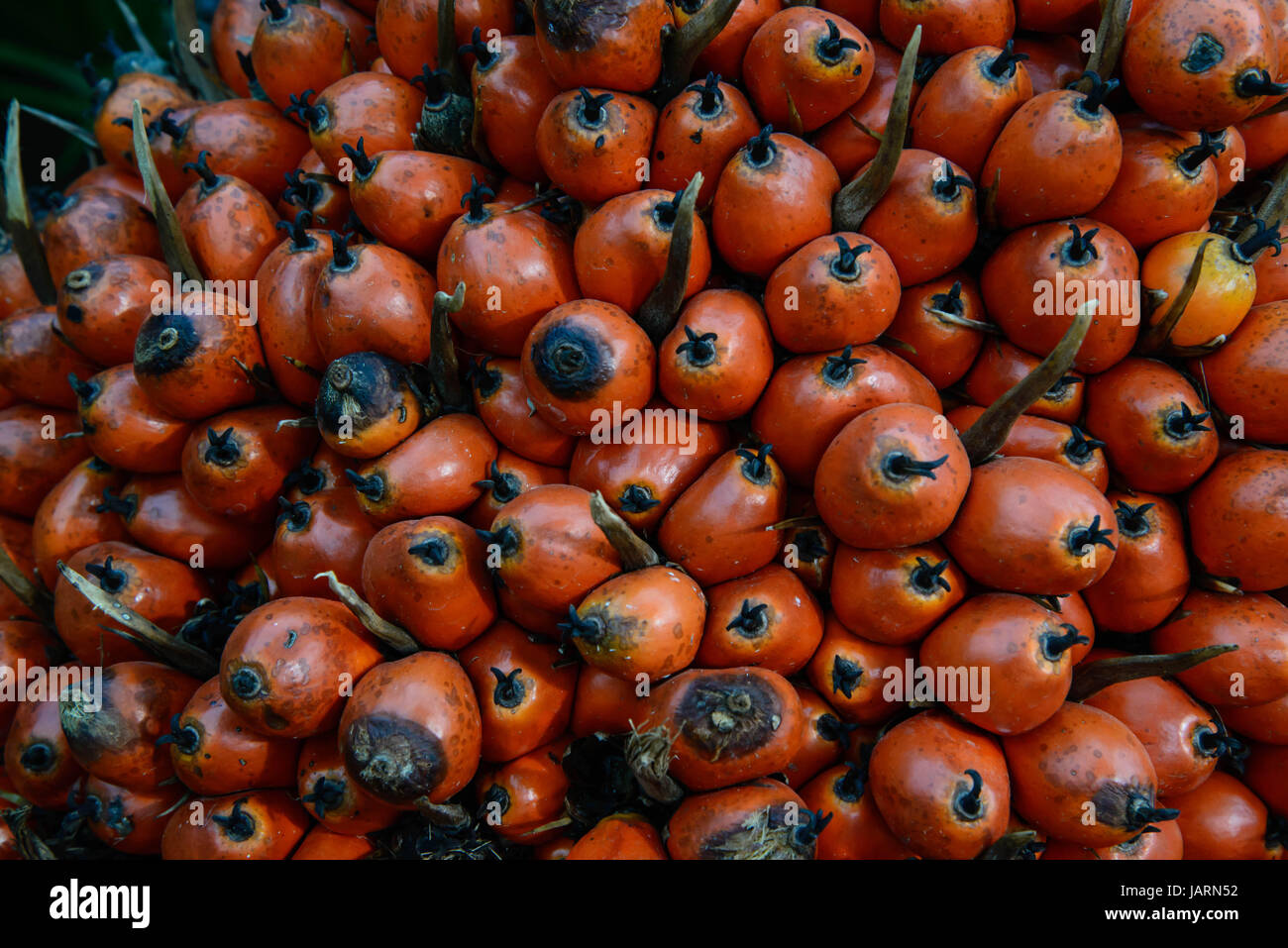 Ripe palm fruit ready to extract oil and other. Background Stock Photo ...