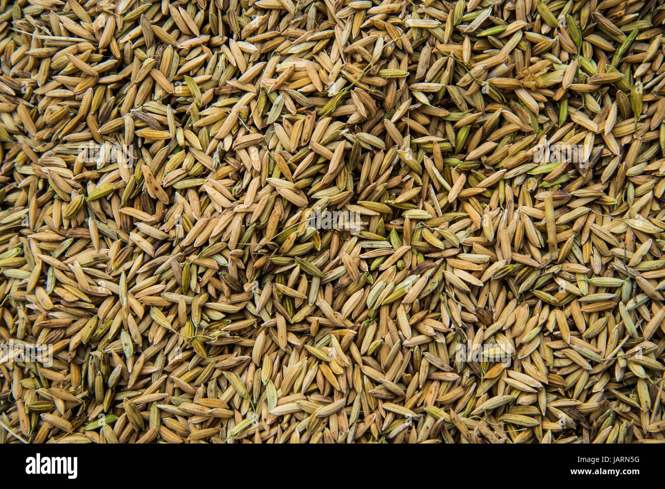 Seamless Tileable Texture of Rice.Paddy in Thailand Stock Photo - Alamy