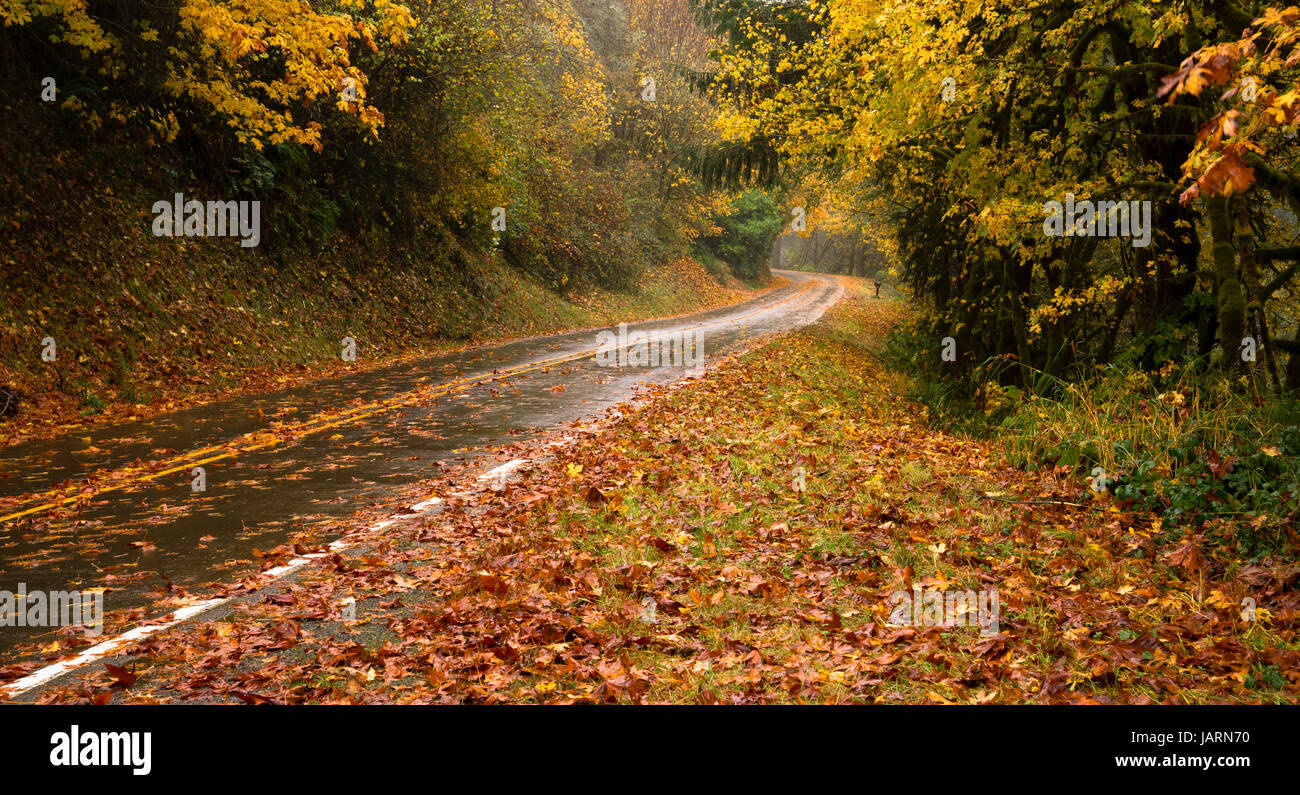 The road is slick and wet during fall rain Stock Photo - Alamy
