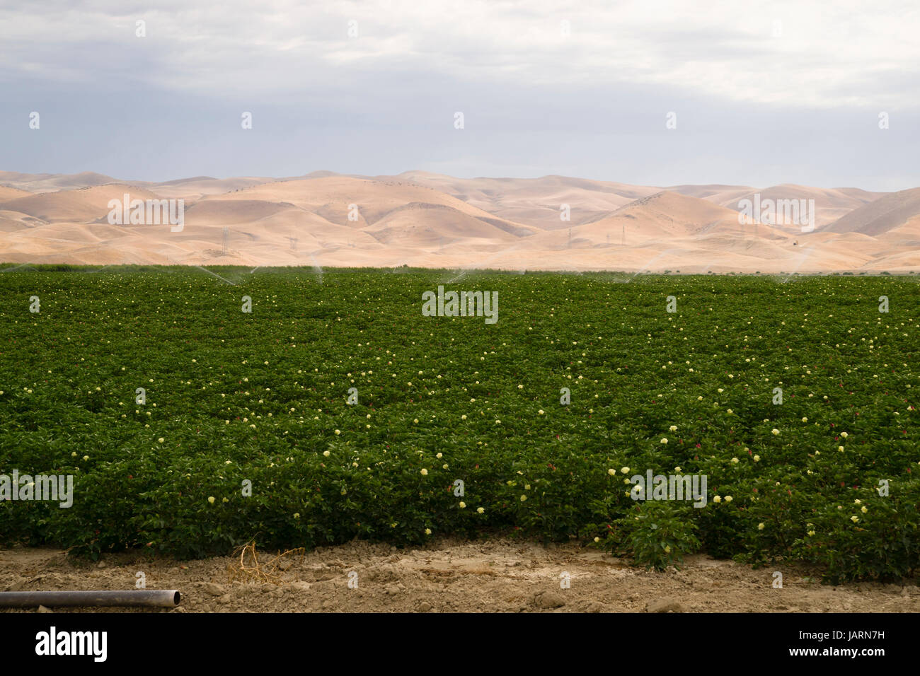 Crops need water in the hat dry Califrnia valley Stock Photo - Alamy