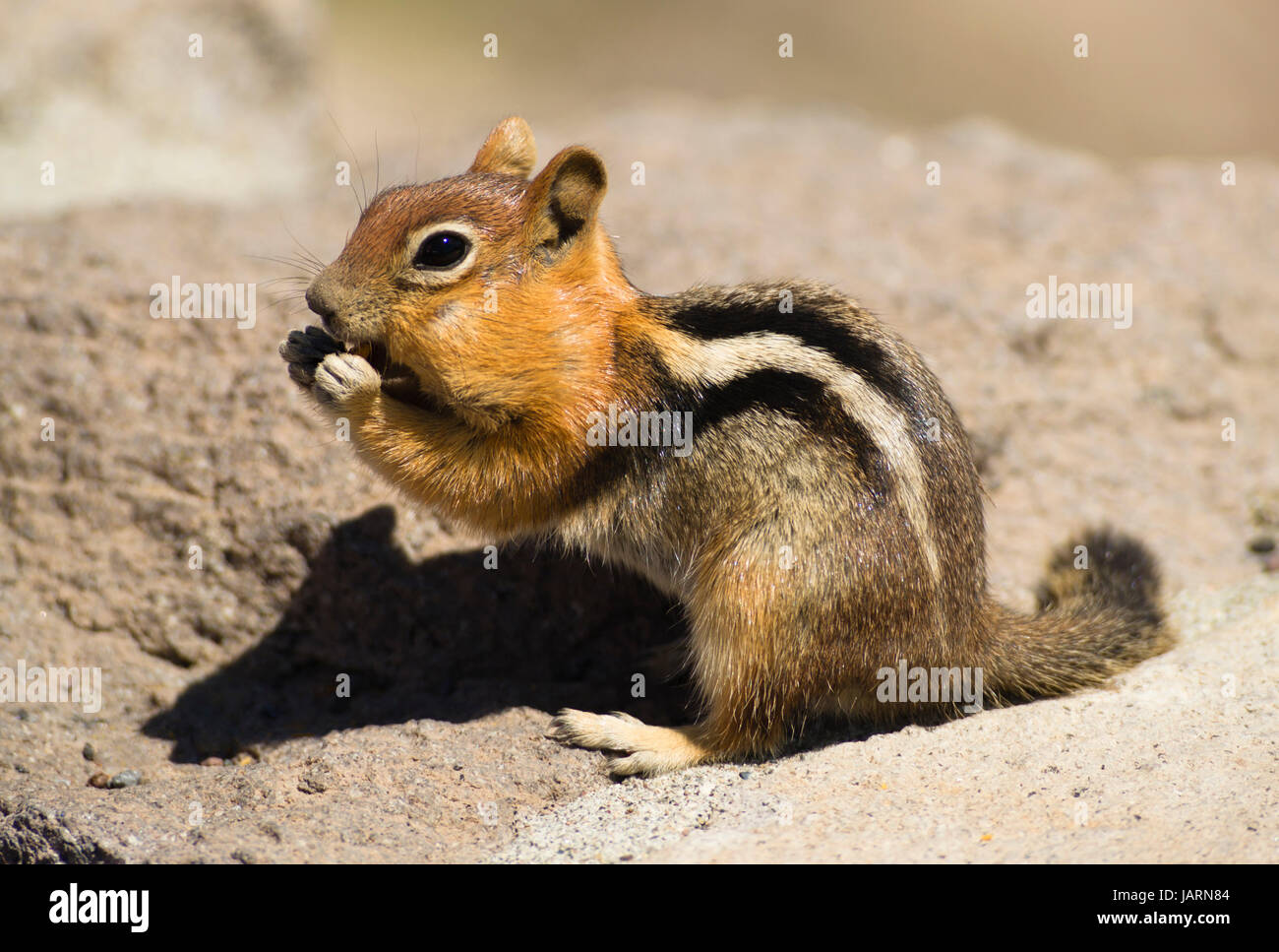 Wild Chipmunk fills his belly with food prior to hibernation Stock ...