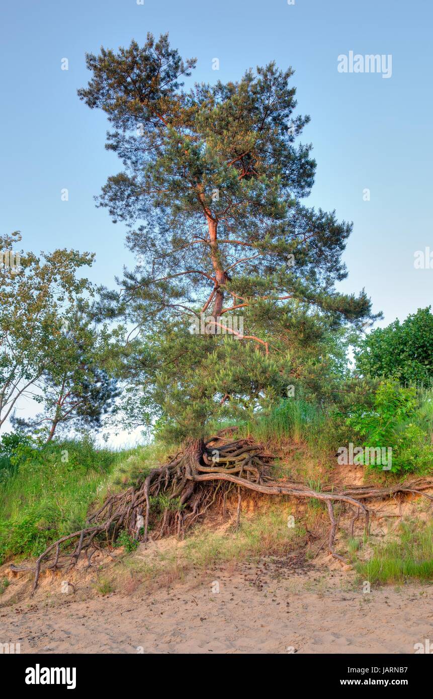 Tree root on ground hi-res stock photography and images - Alamy