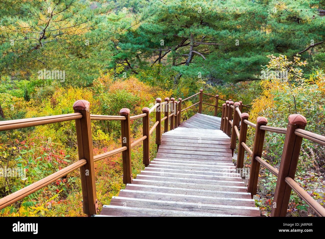 Wooden hiking path in forest Stock Photo - Alamy