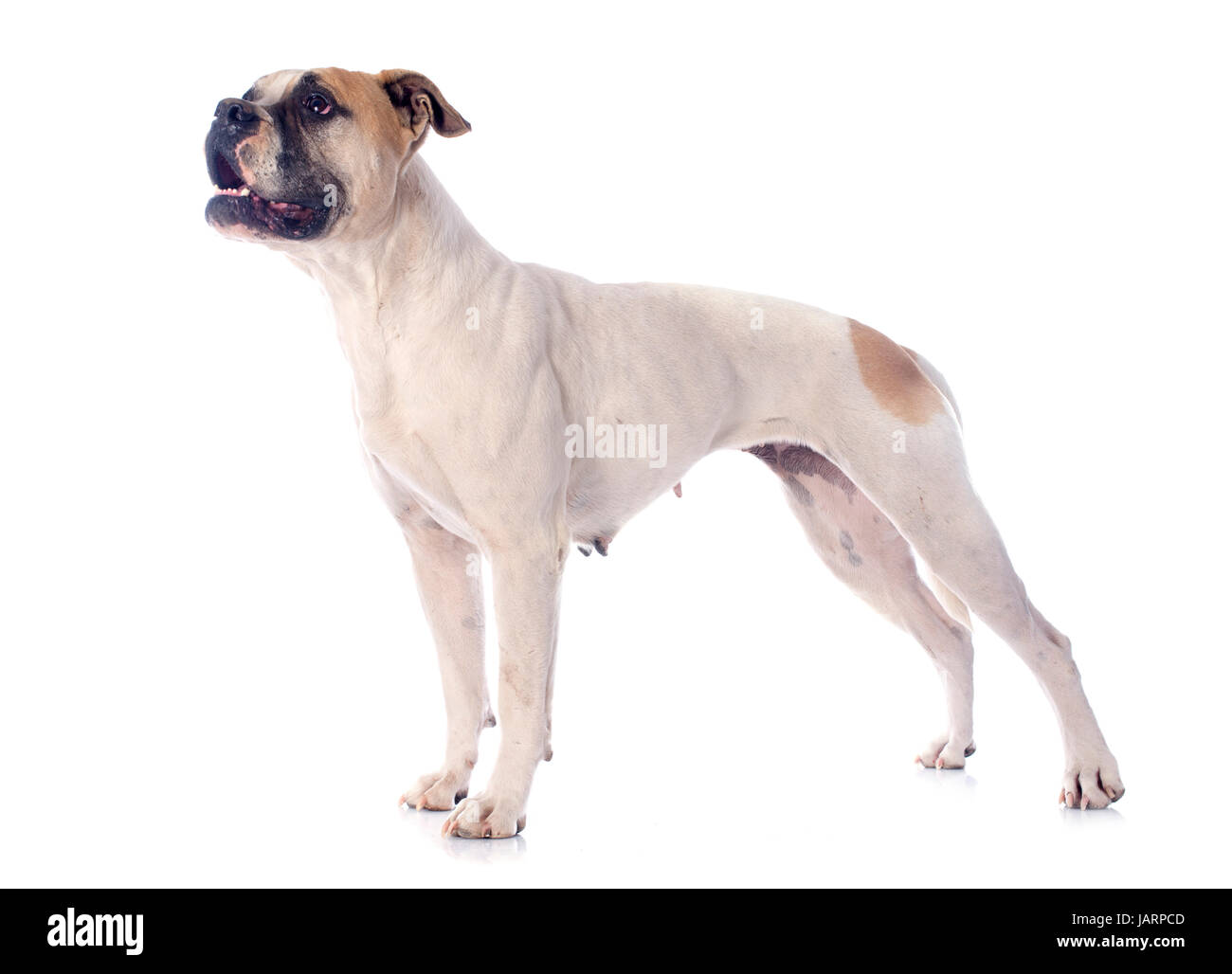 american bulldog in front of white background Stock Photo - Alamy
