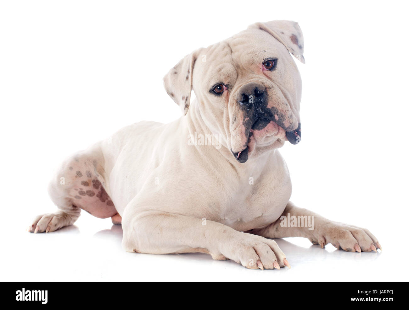 american bulldog in front of white background Stock Photo - Alamy