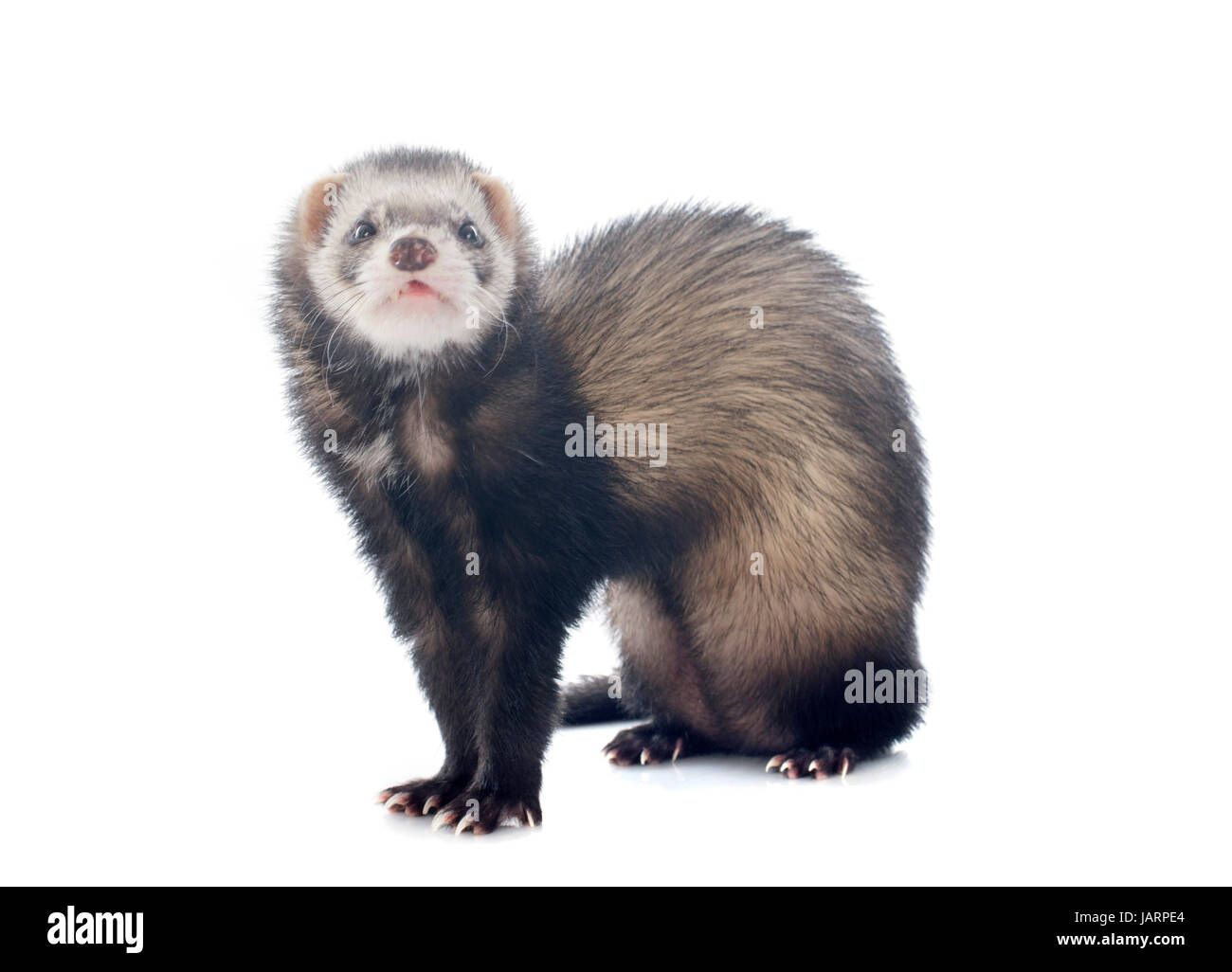 Dark Brown Ferret: Ferret Color Chart – RRRM