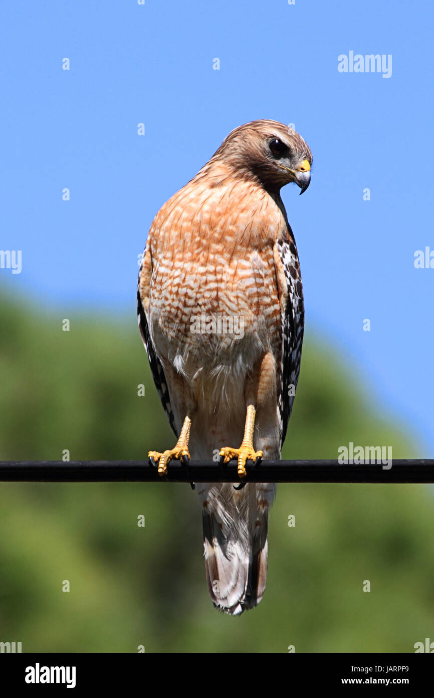 Red-shouldered Hawk (Buteo lineatus) on a wire in the Florida ...