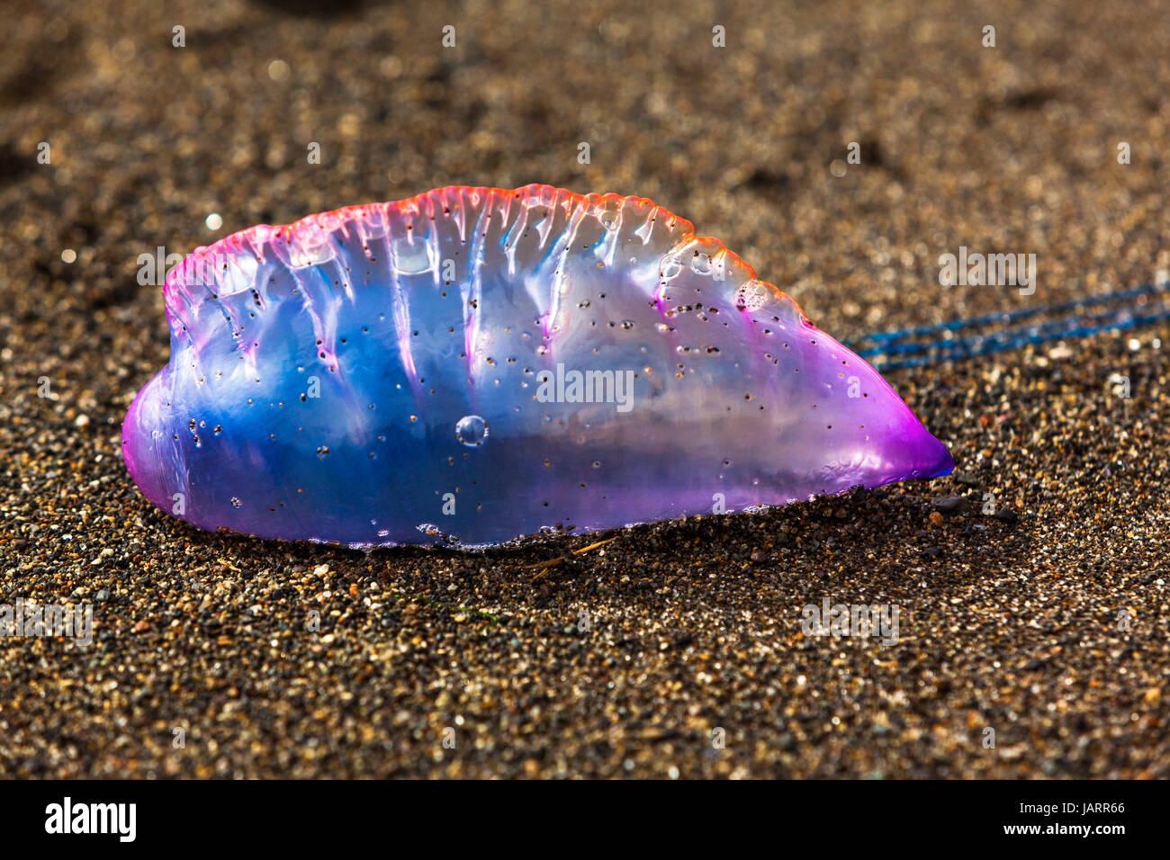 Portugiesische Galeere am Strand angespült Stock Photo - Alamy