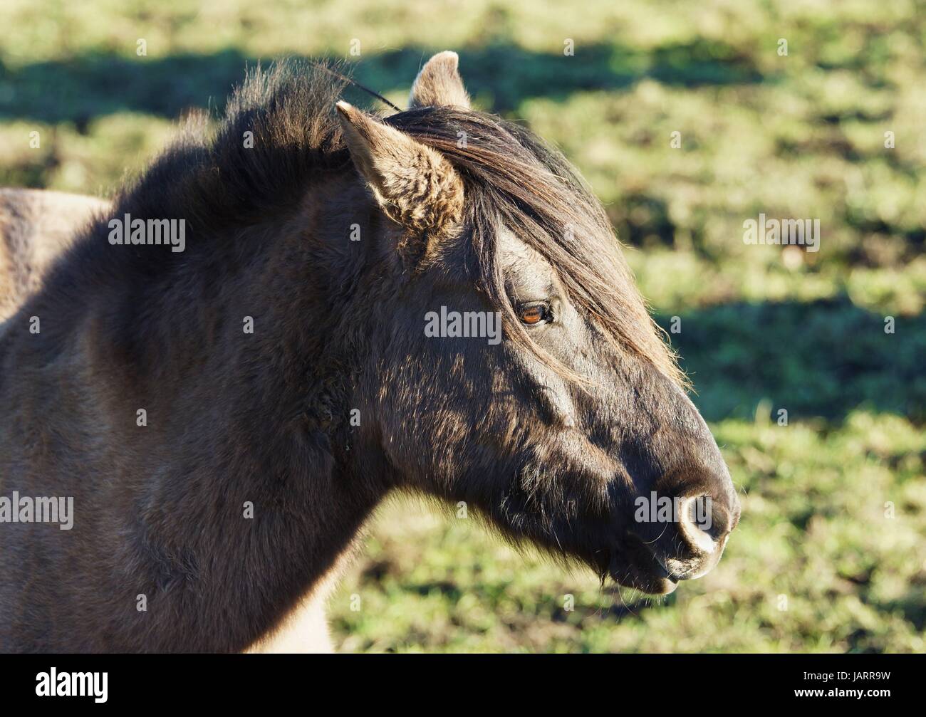 Pferdefoto hi-res stock photography and images - Alamy