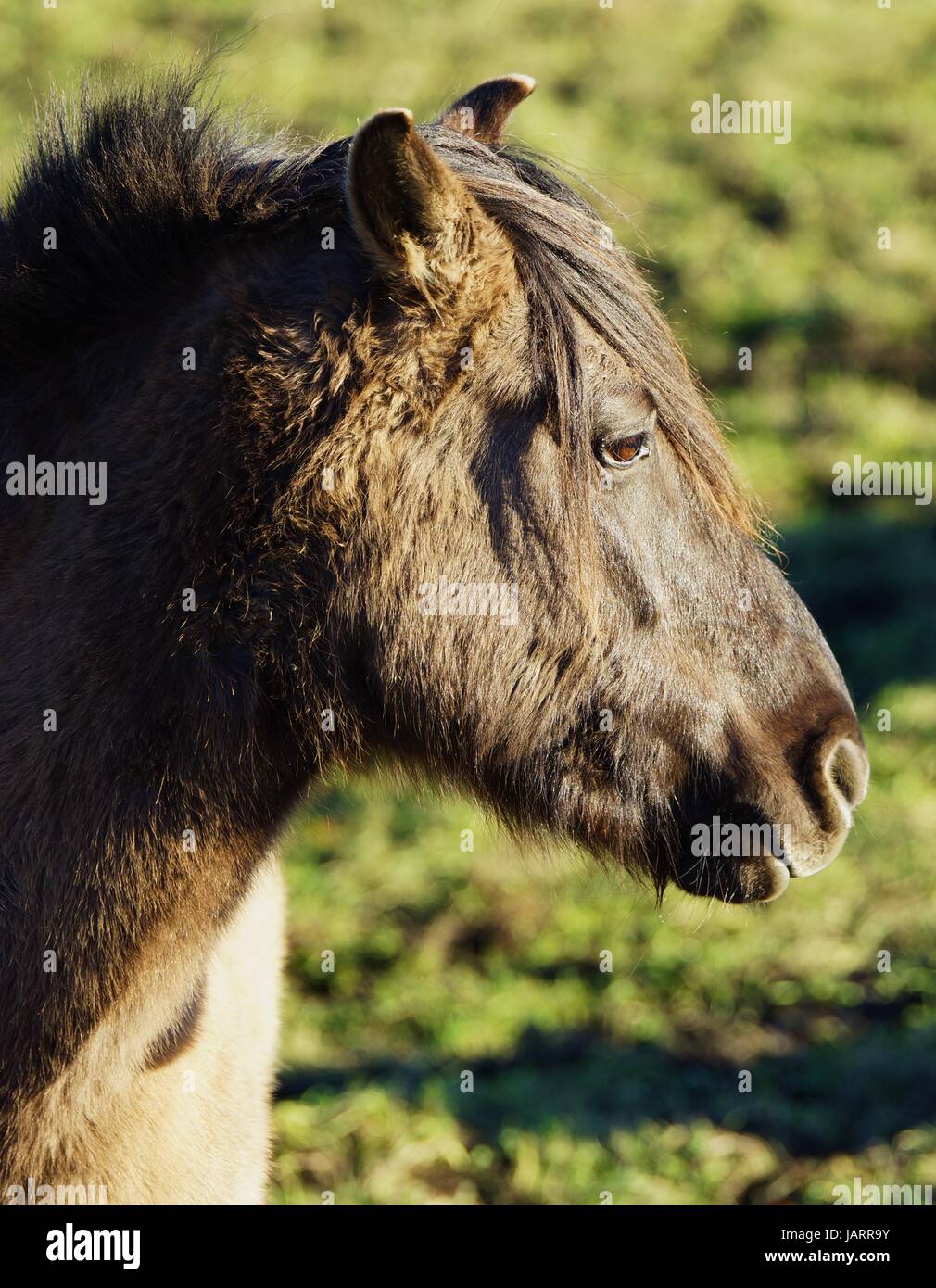 Pferdefoto hi-res stock photography and images - Alamy