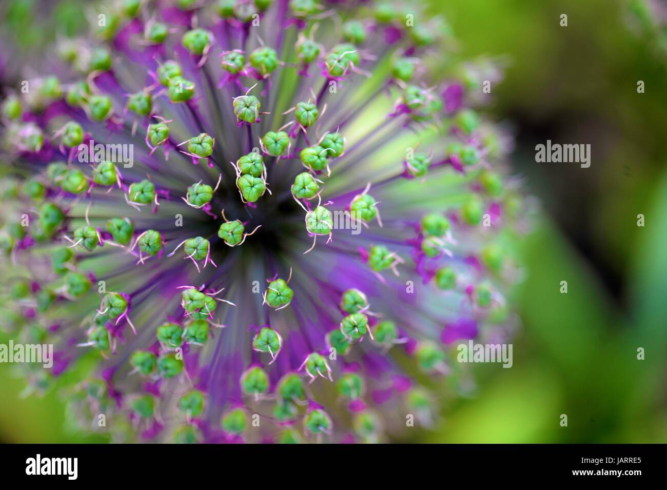 close up photos of plants and flowers Stock Photo - Alamy