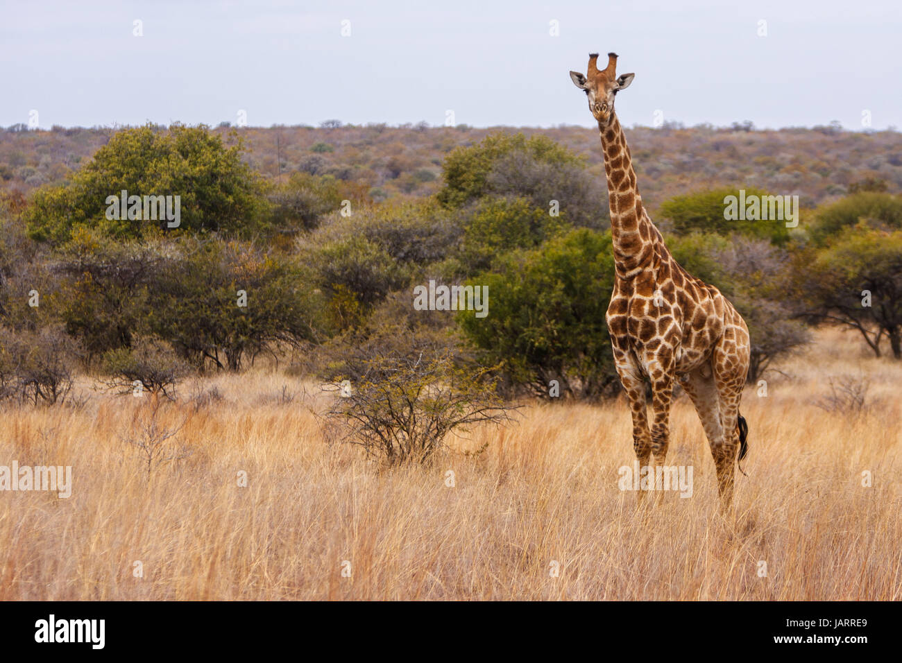 478b hi-res stock photography and images - Alamy