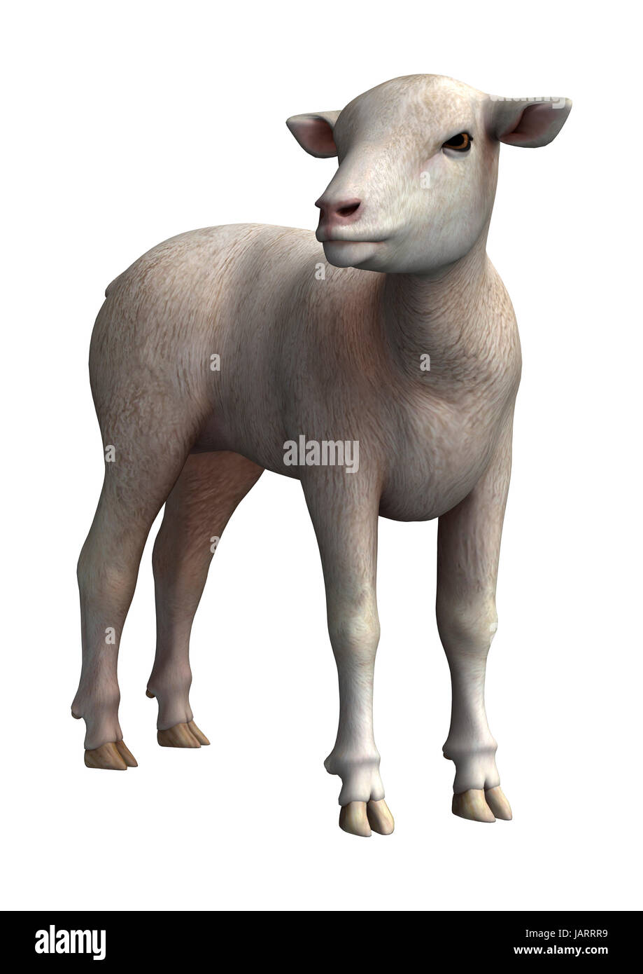 3d digital render sheep isolated hi-res stock photography and images ...