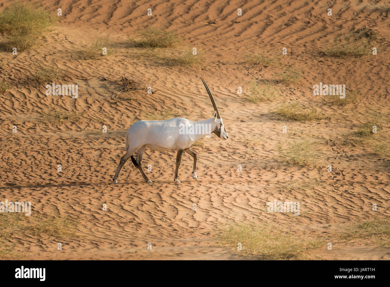 Species of oryx hi-res stock photography and images - Alamy