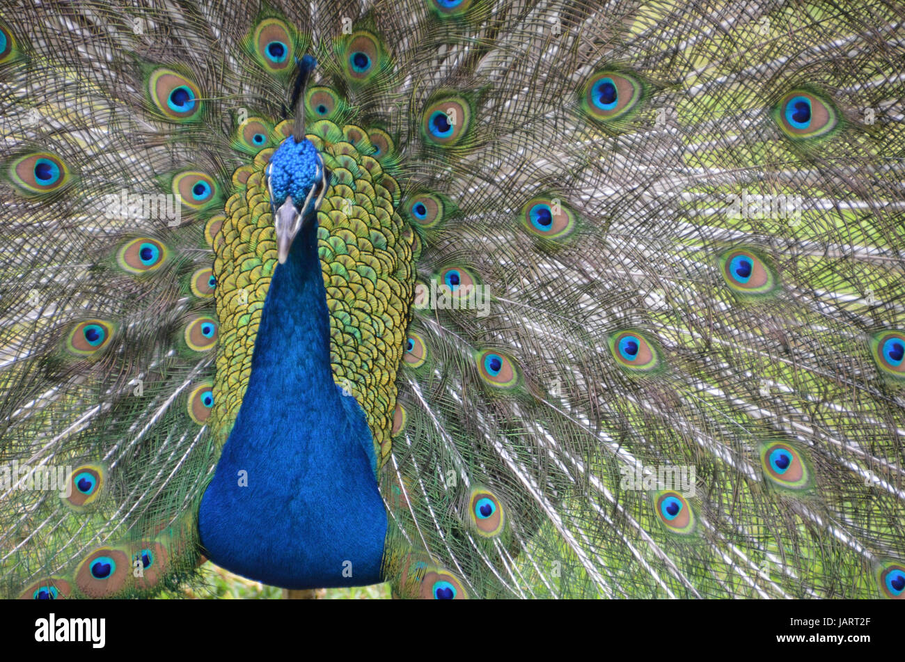 proud as a peacock Stock Photo - Alamy