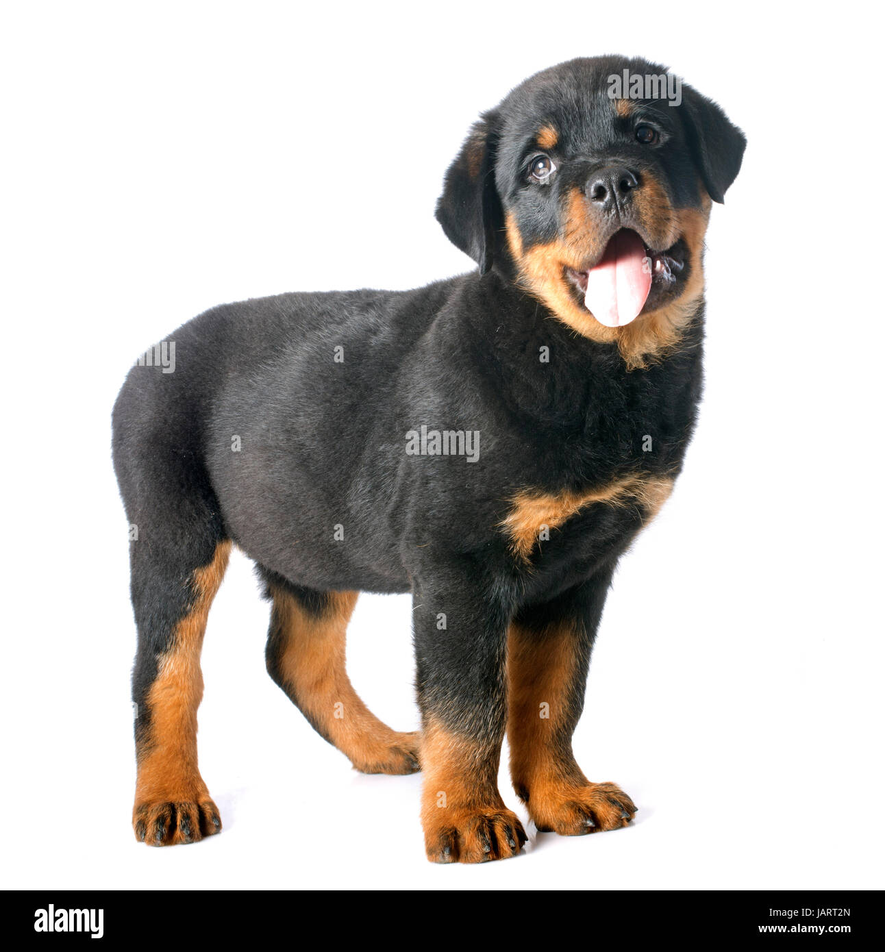 portrait of a purebred puppy rottweiler in front of white background ...