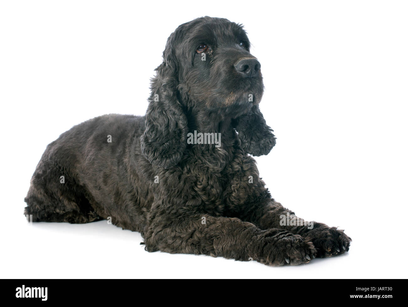 portrait of a purebred english cocker in a studio Stock Photo - Alamy