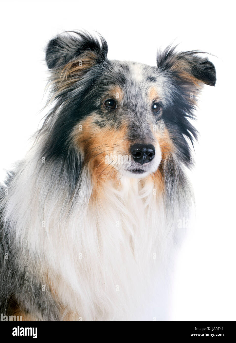 portrait of a purebred shetland dog in front of white background Stock ...