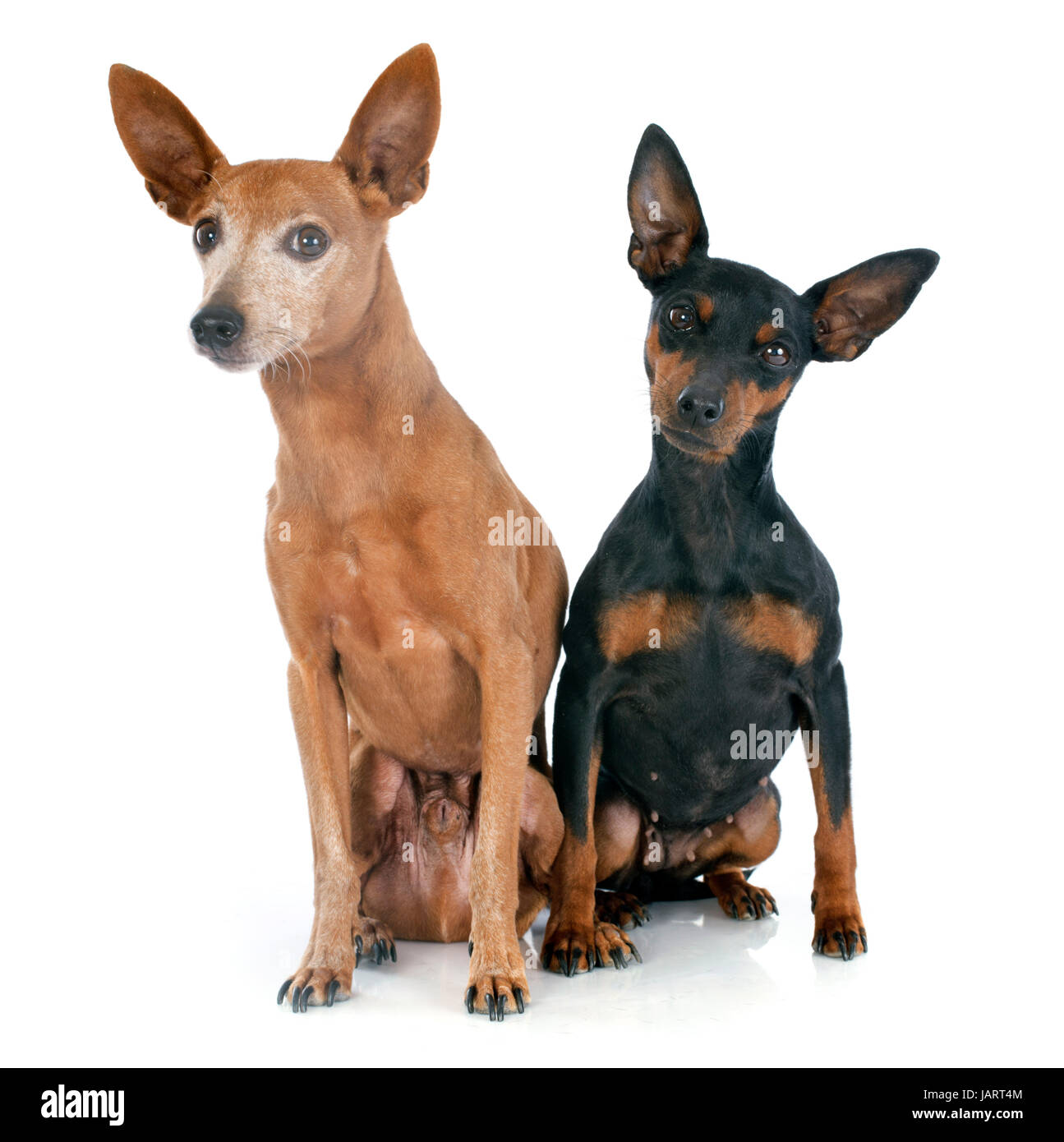 purebred miniature pinschers in front of white background Stock Photo ...