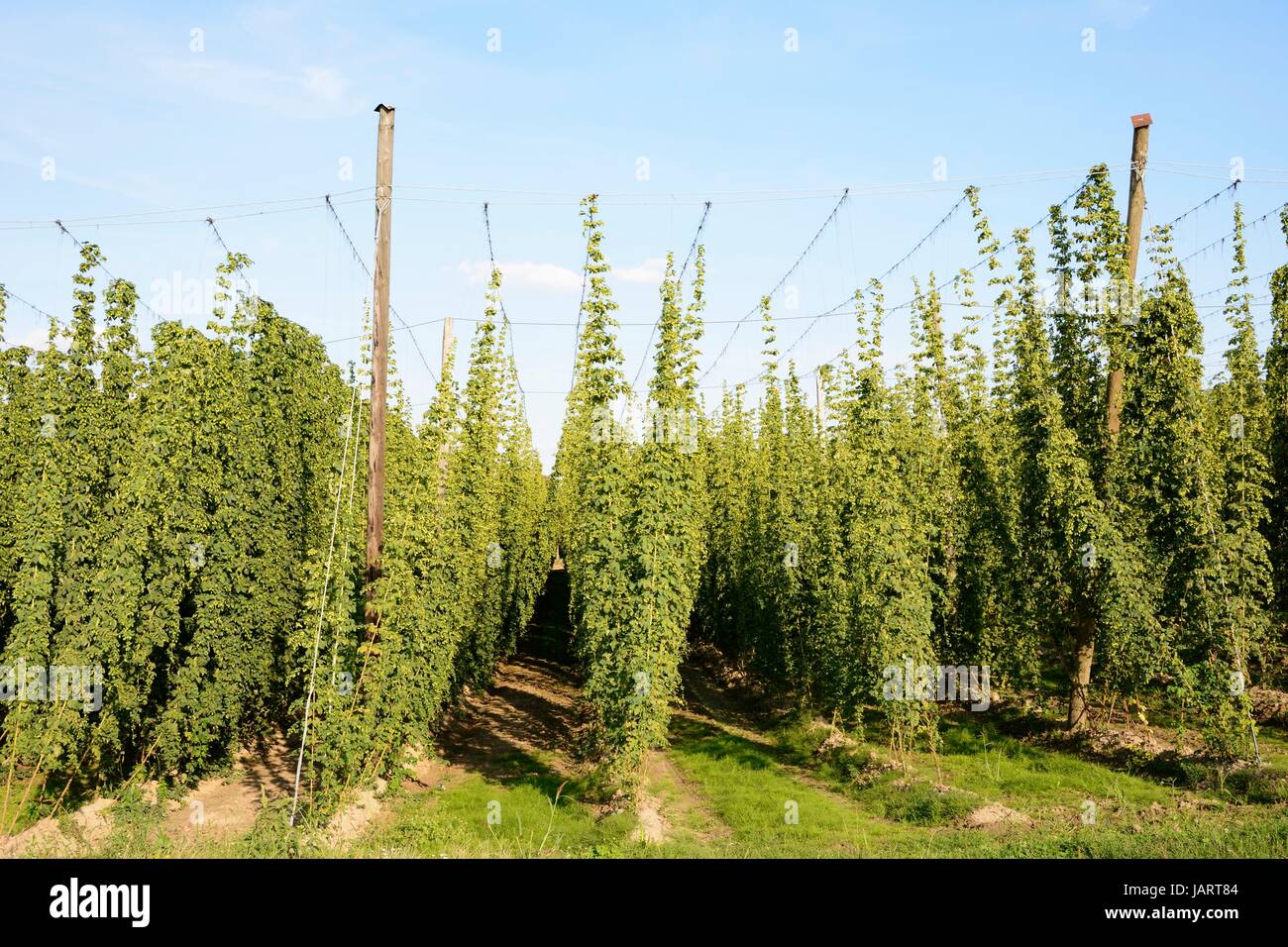 Growing hops in a hop garden Stock Photo - Alamy