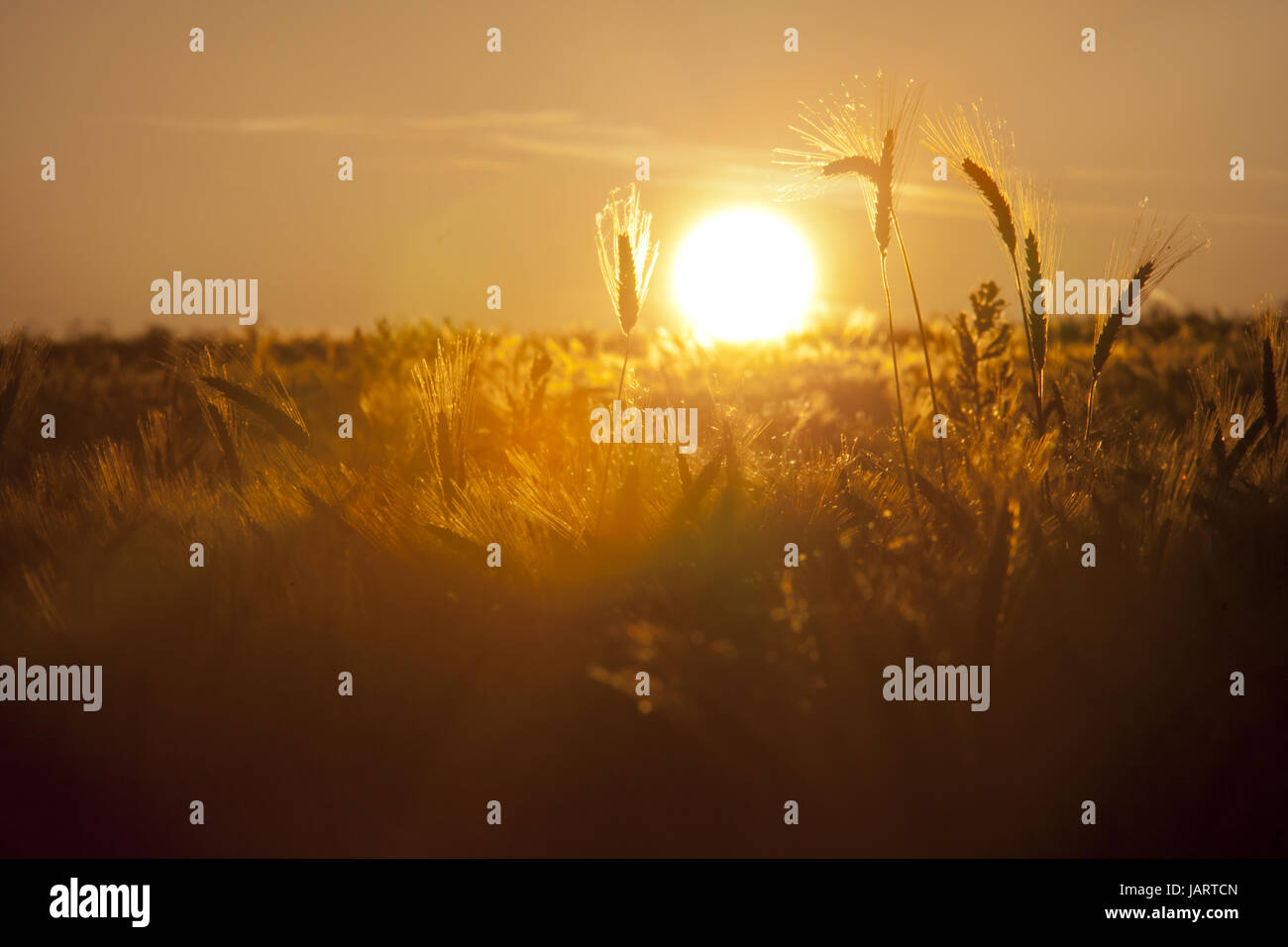 Wheat spica field setting hi-res stock photography and images - Alamy